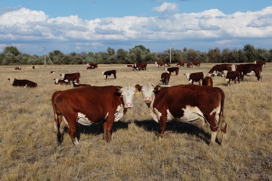 EL DALA KZ: What changes in government support for the meat industry does the Ministry of ...