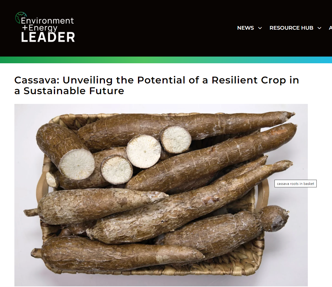 Cassava: Unveiling the Potential of a Resilient Crop in a Sustainable ...