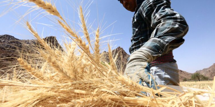 Saudi Arabia increases its wheat farming as the tourism sector ...